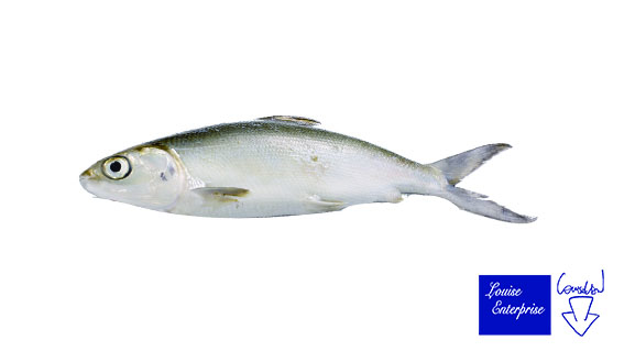 Milk Fish (Chanos Chanos) / Awa Fish / Bangus Fish | Taiwantrade