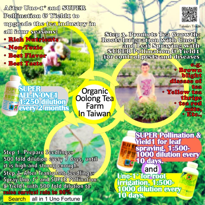 Organic Oolong Tea Farm In Taiwan shows Uno Fortune's Product Effects ...