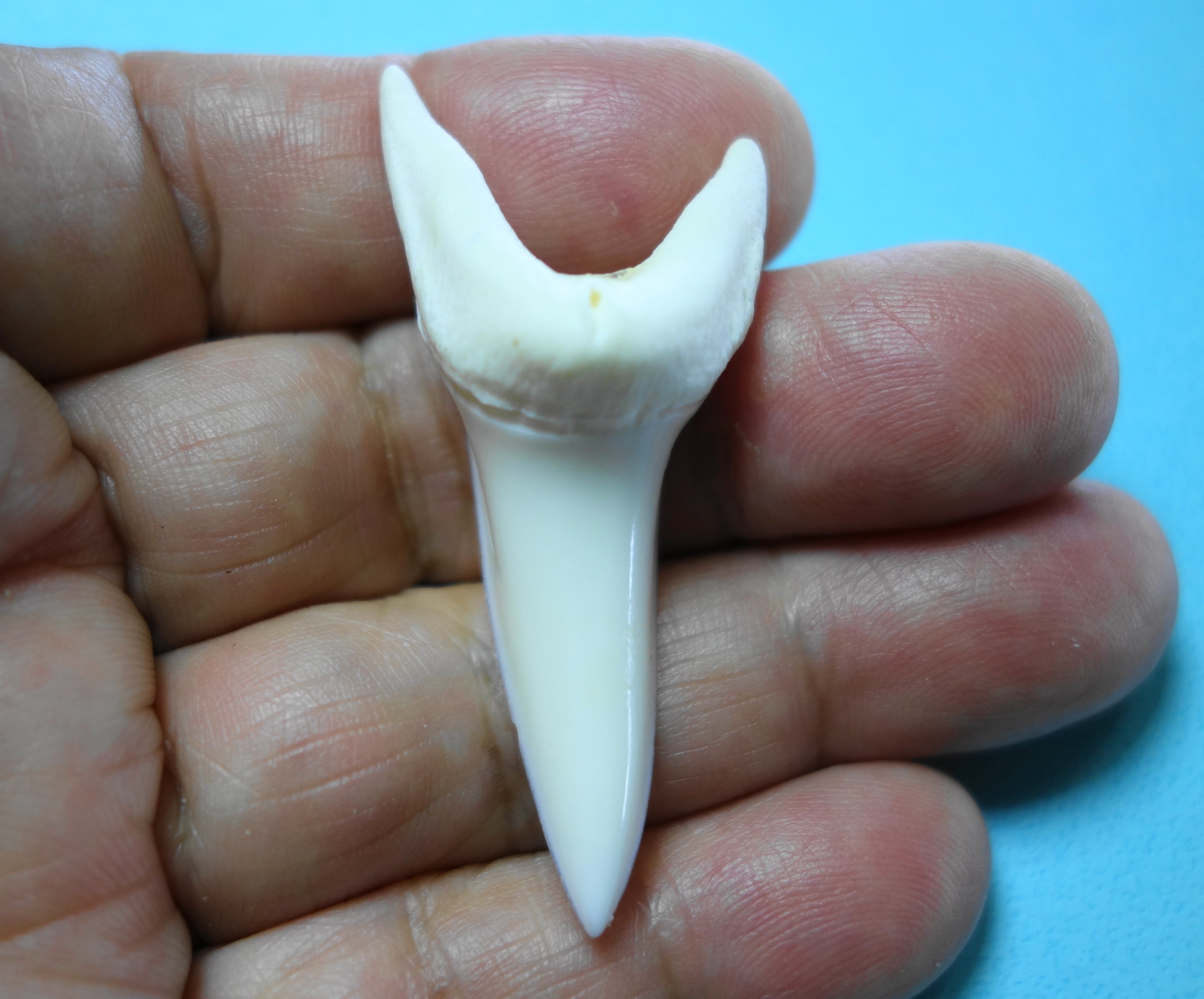 2-1/8" Large Mako Shark Tooth Taxidermy Fossil Sea Life Collectable ...