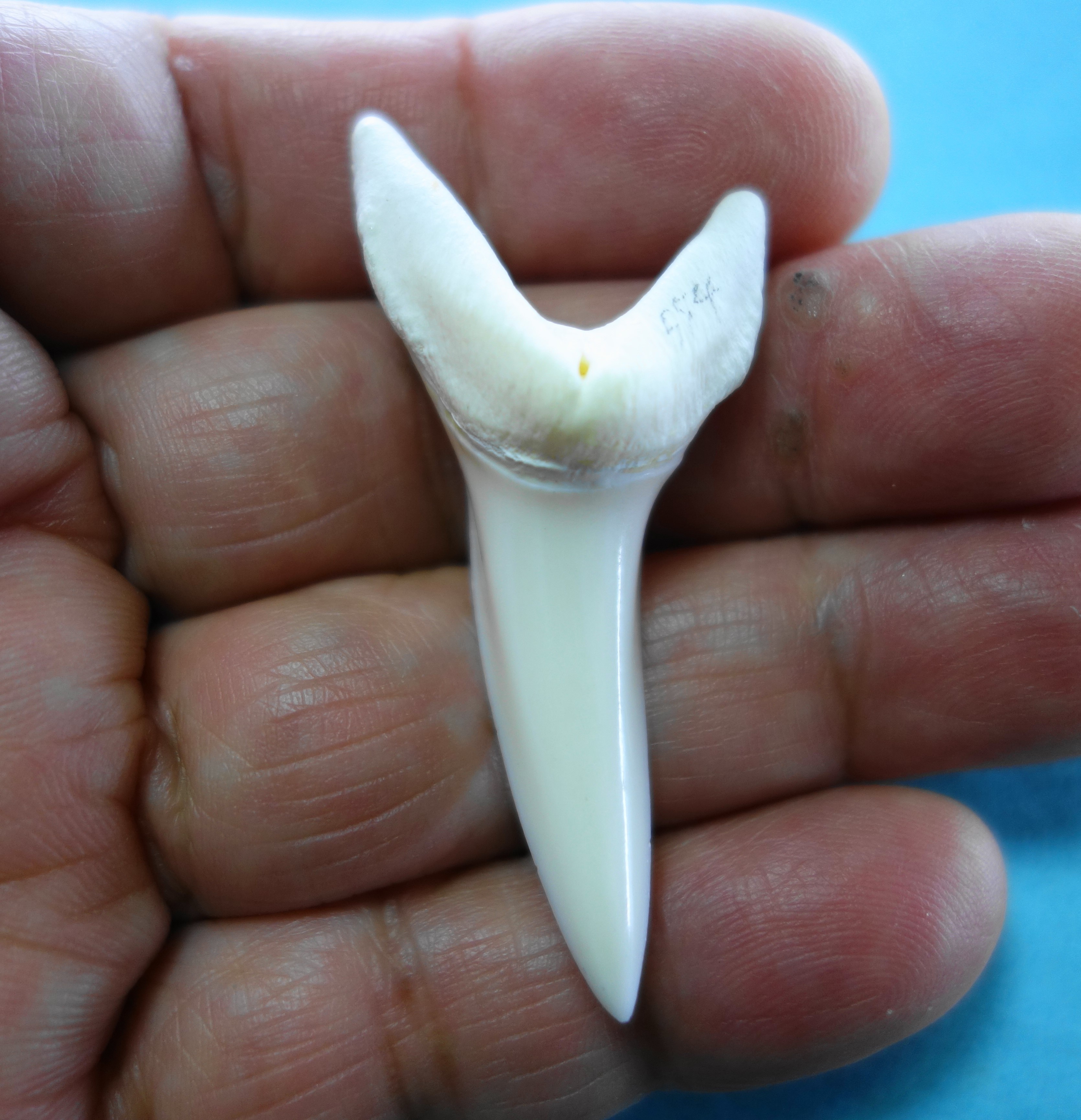 2-1/8" Large Mako Shark Tooth Taxidermy Fossil Sea Life Collectable ...