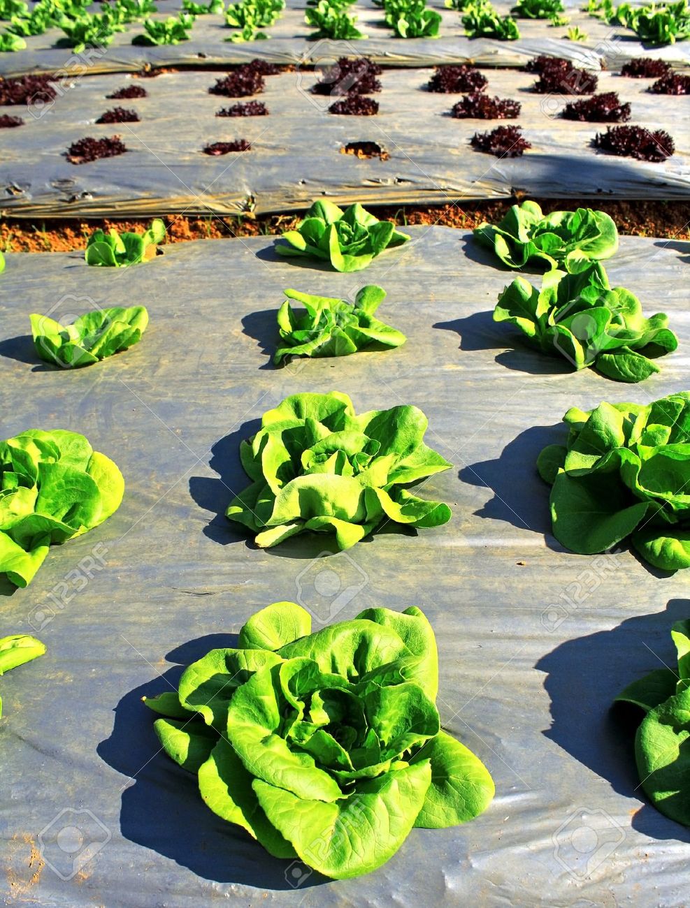 Biodegradable mulch film | Taiwantrade