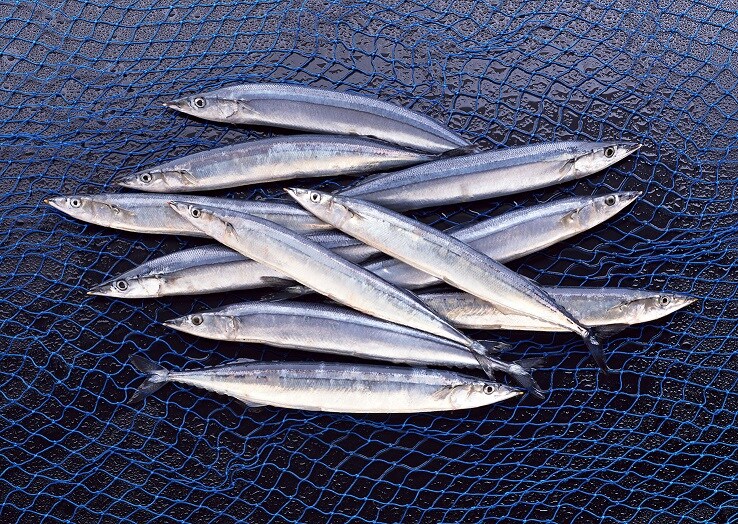 PACIFIC SAURY | Taiwantrade