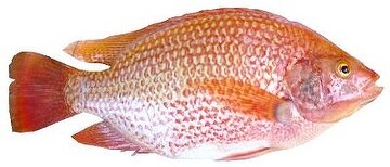 Red Tilapia | Taiwantrade
