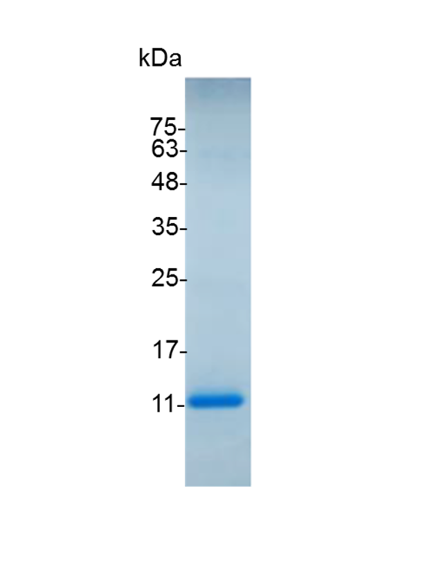 CXCL13 (C-X-C motif chemokine 13), Swine | Taiwantrade