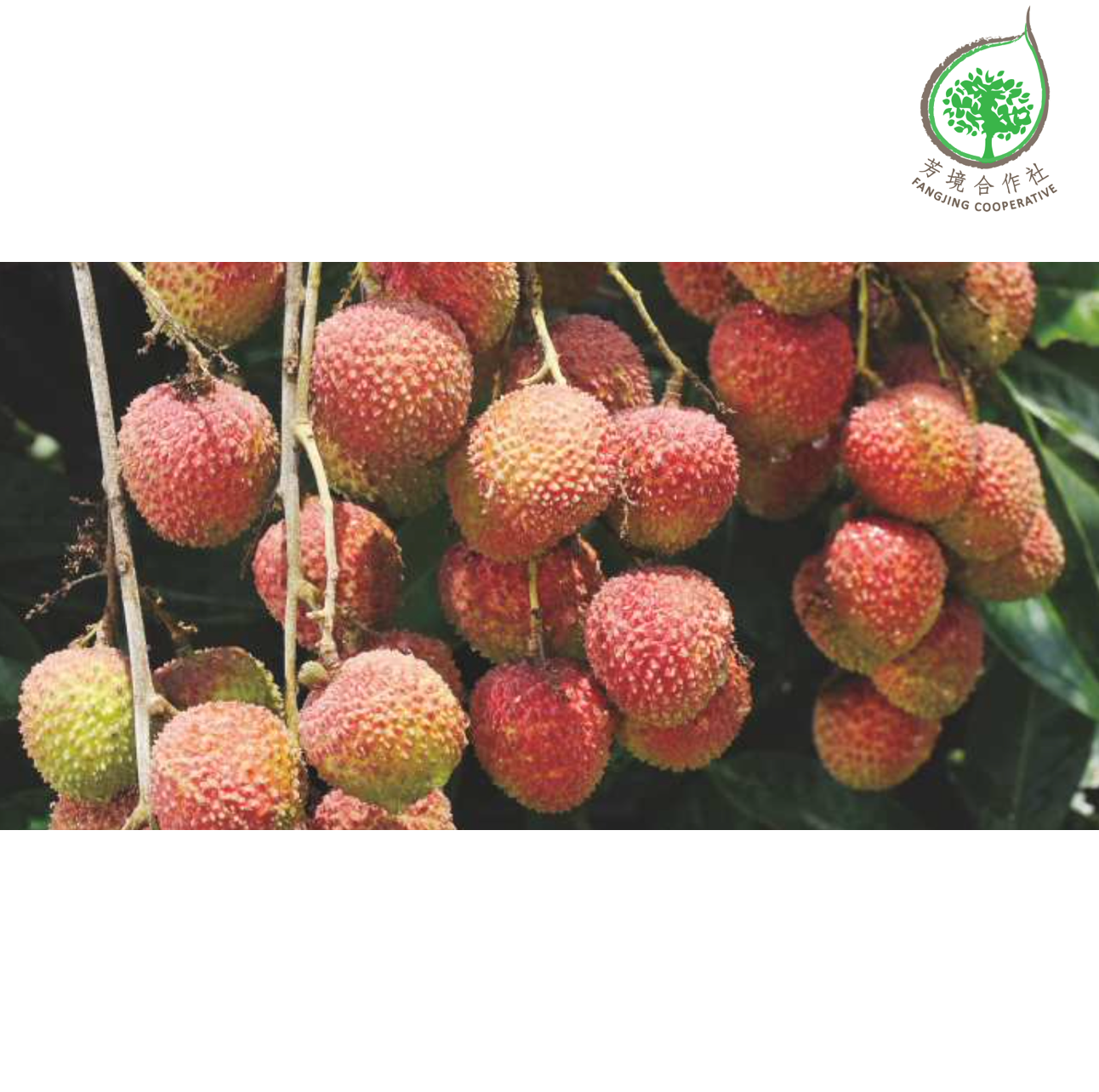 Fresh Lychee with Amazing Health Benefits | Taiwantrade.com