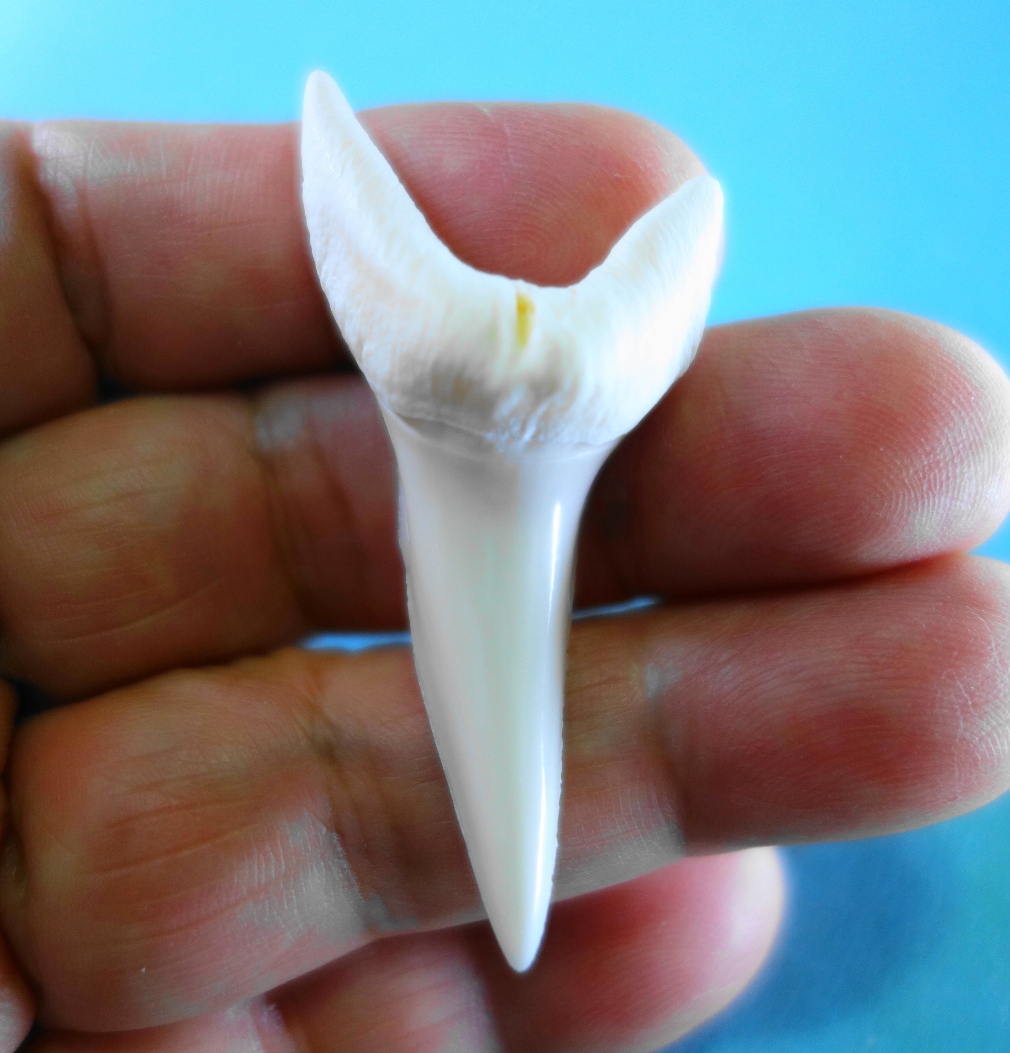 2-1/8" Large Mako Shark Tooth Taxidermy Fossil Sea Life Collectable ...