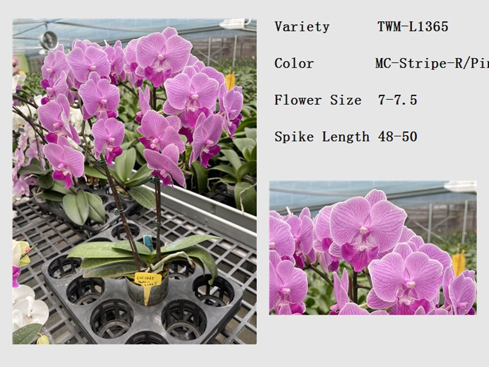 Phalaenopsis potted plants expertly grown for vibrant and healthy ...