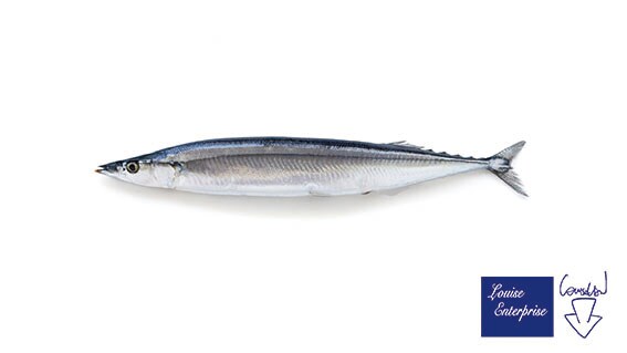 Pacific Saury (Cololabis saira) / Samma / Mackerel Pike | Taiwantrade.com