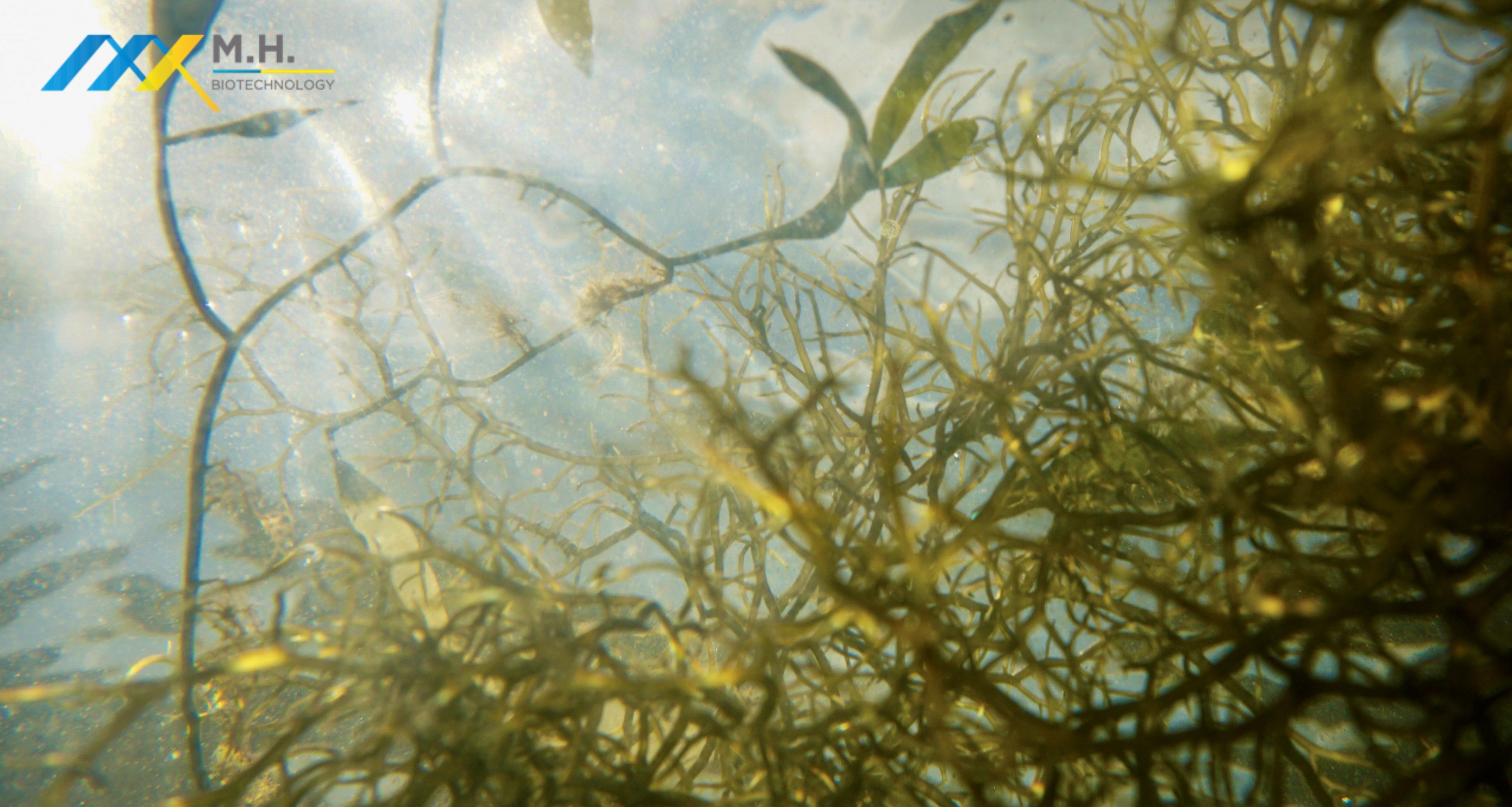 Factory of Taiwan Active Ingredient with Natural Red Algae Exact ...