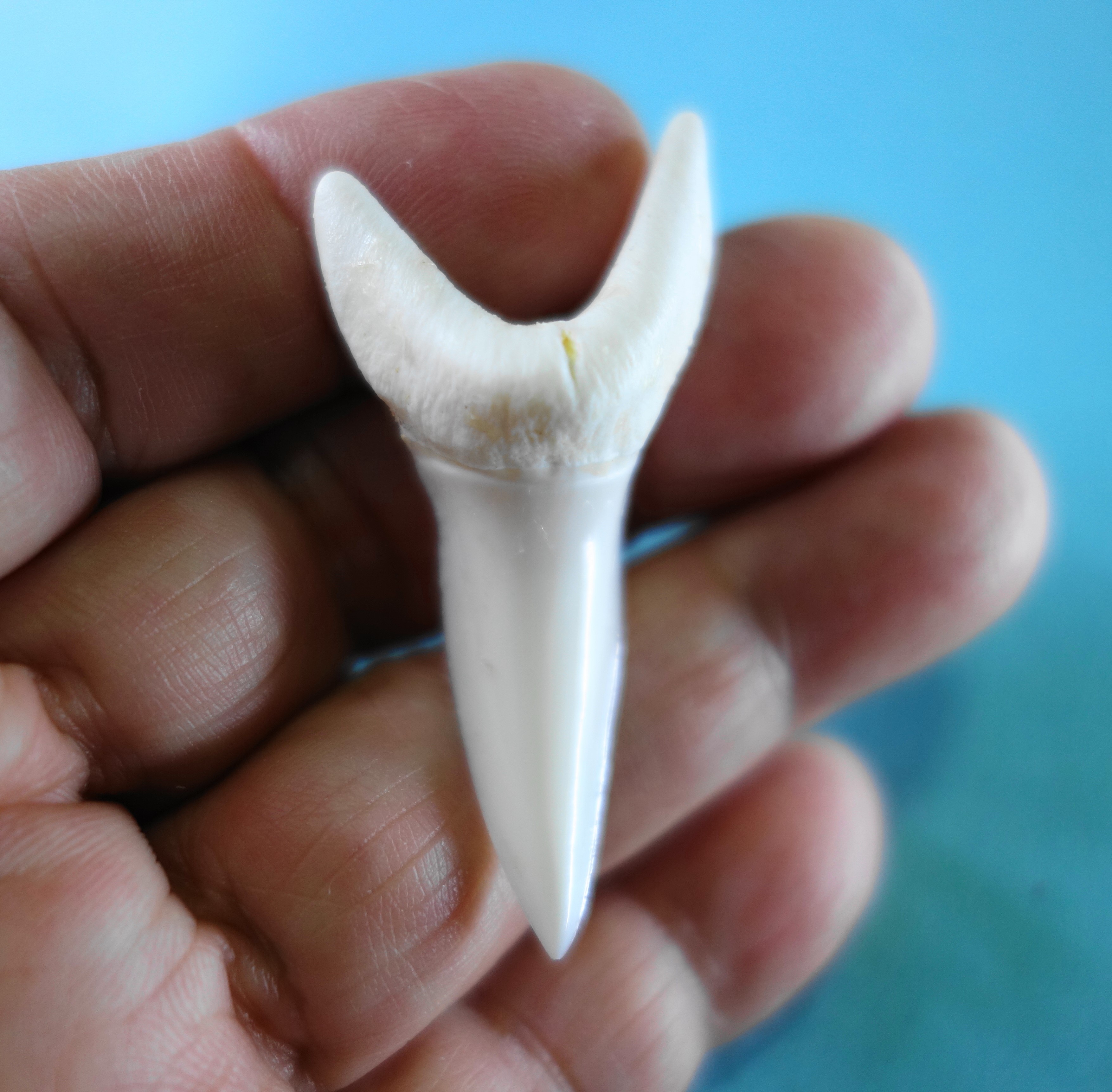 2-1/8" Large Mako Shark Tooth Taxidermy Fossil Sea Life Collectable ...