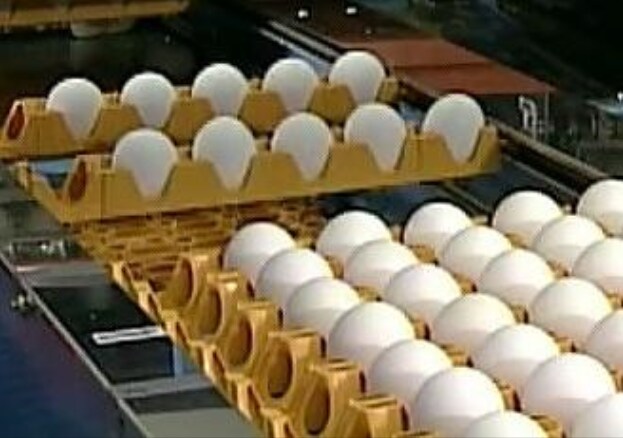 EGG Candling Machine | Taiwantrade