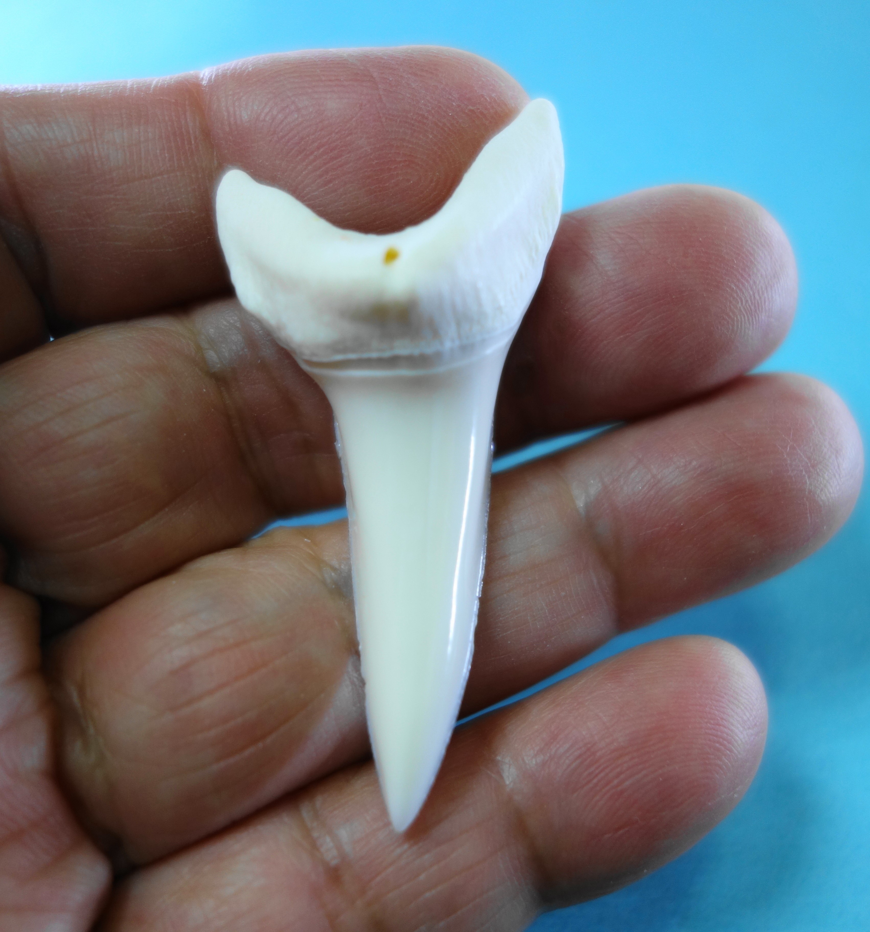 2-2/8" Large Mako Shark Tooth Taxidermy Fossil Sea Life Collectable ...