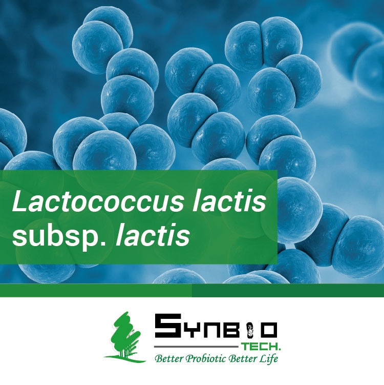 Lactococcus Lactis Subsp – Lactococcus Lactis Propriétés – NZHGK
