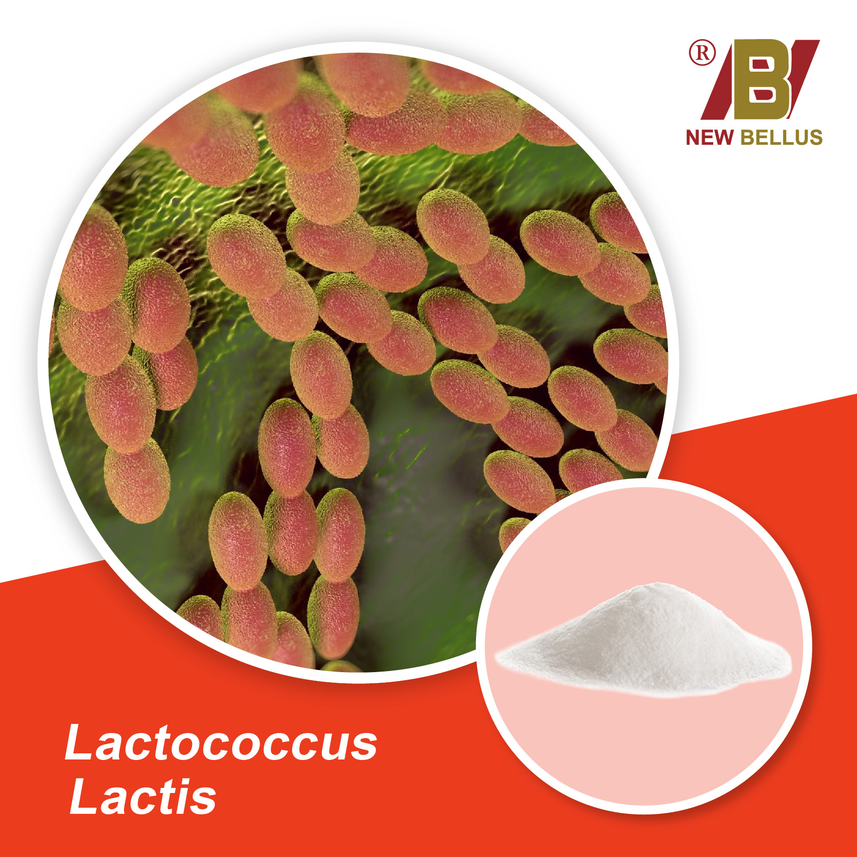 Lactococcus Lactis | Taiwantrade