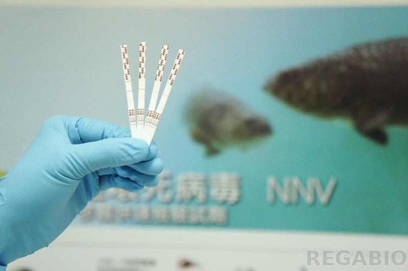 Nervous Necrosis Virus Rapid Test Kit (NNV) | Taiwantrade