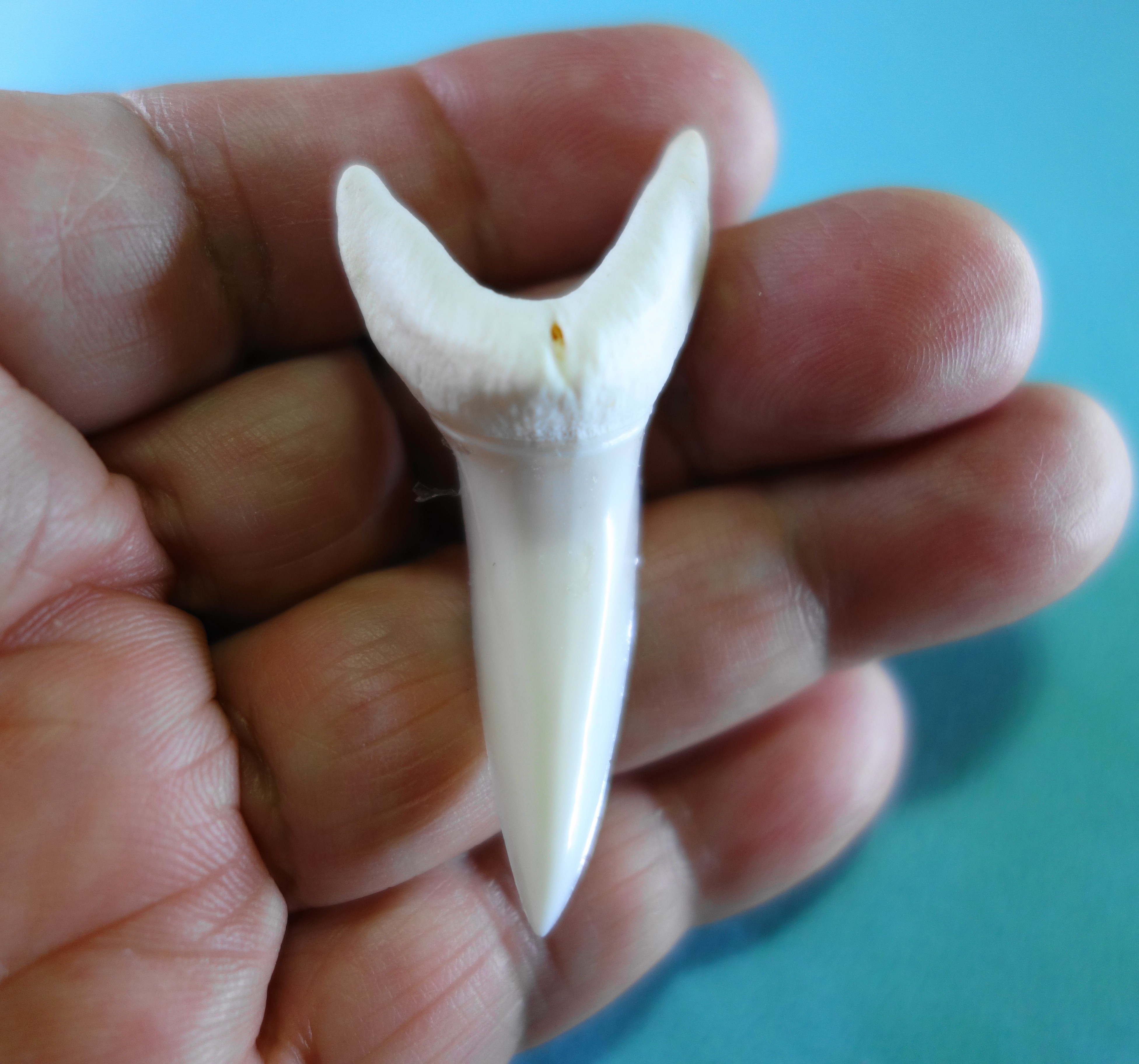 2-1/8" Large Mako Shark Tooth Taxidermy Fossil Sea Life Collectable ...