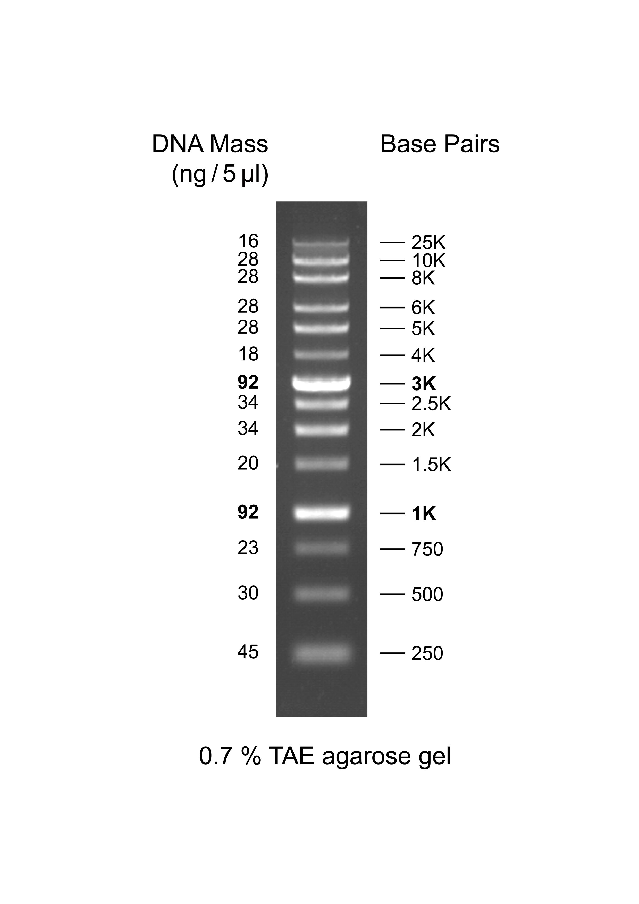 XLarge DNA Ladder RTU (Ready-to-Use) | Taiwantrade