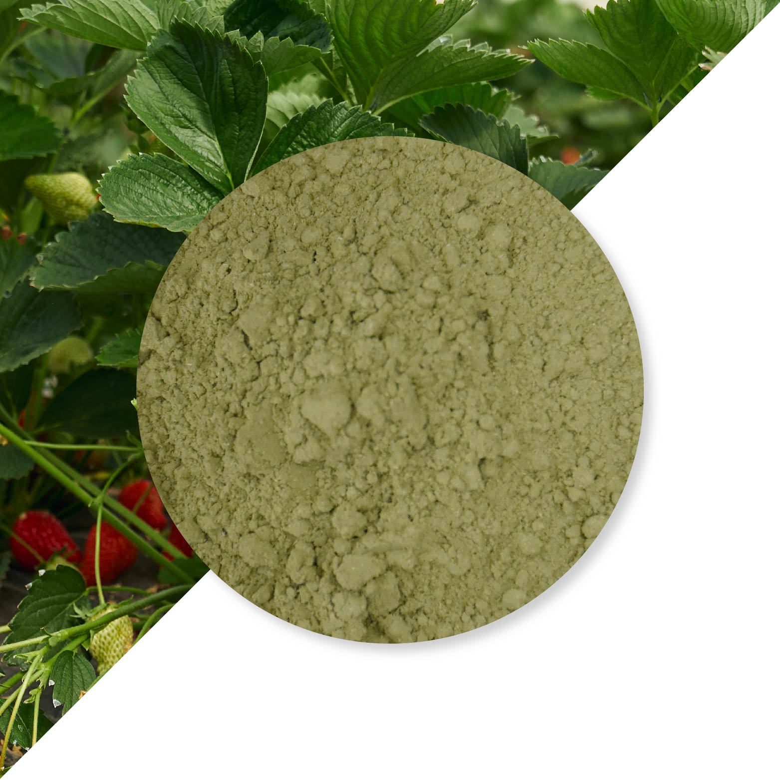 OEM/ODM, Organic Strawberry Leaves Powder Extraction | Taiwantrade