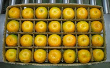 椪柑 Ponkan, 桶柑 Tonkan, 茂谷柑 Murcott | Taiwantrade