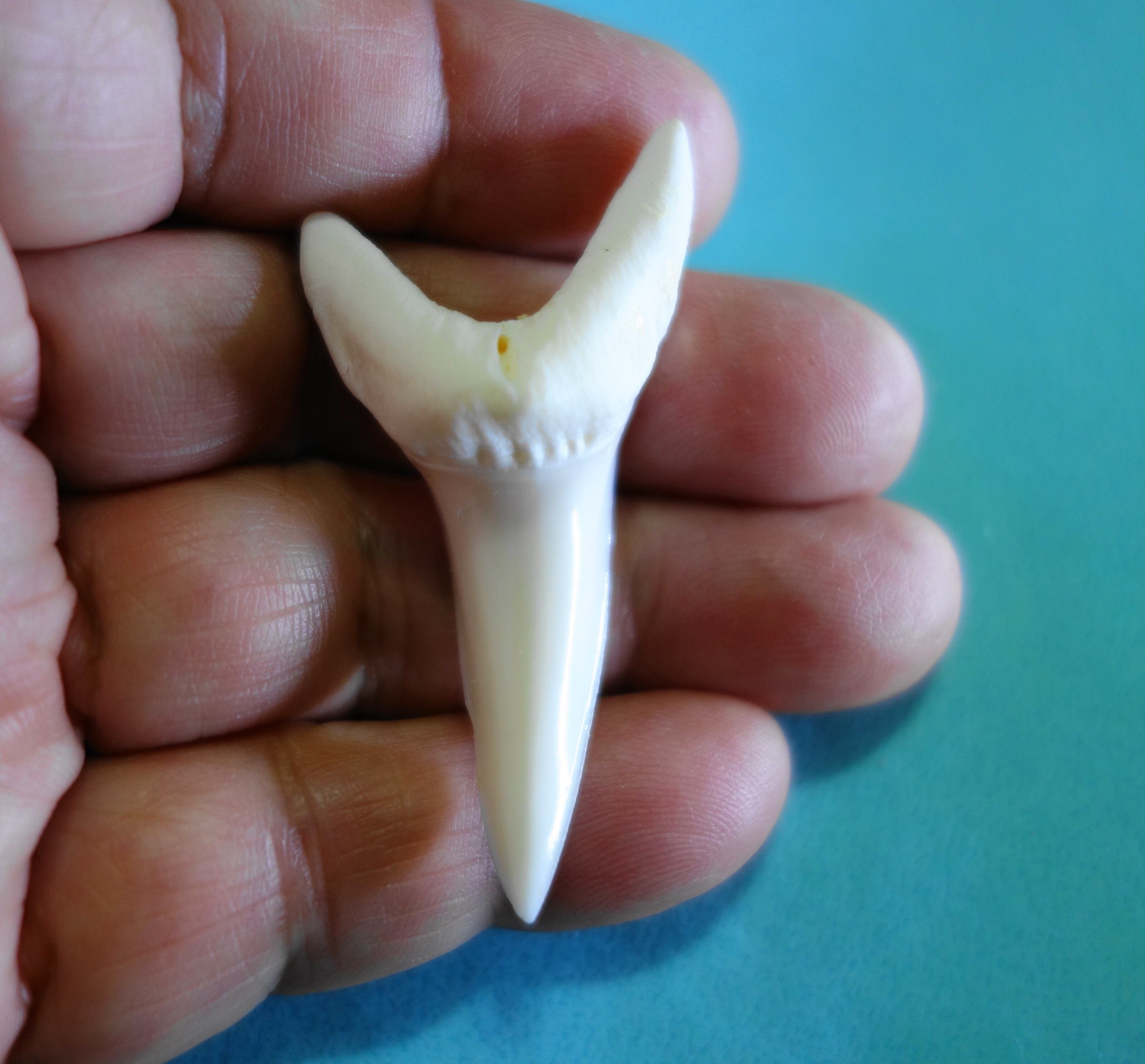 2-1/8" Large Mako Shark Tooth Taxidermy Fossil Sea Life Collectable ...