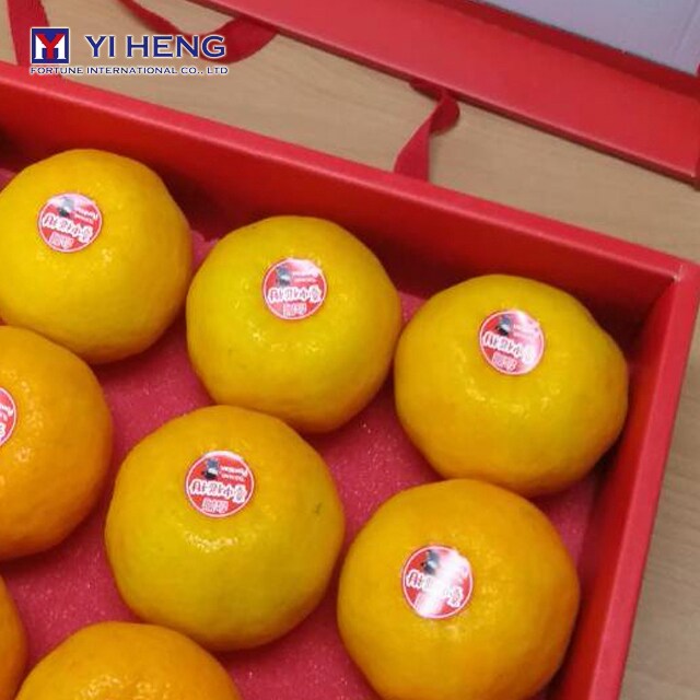 Ponkan Mandarin Orange Citrus Fruit | Taiwantrade.com