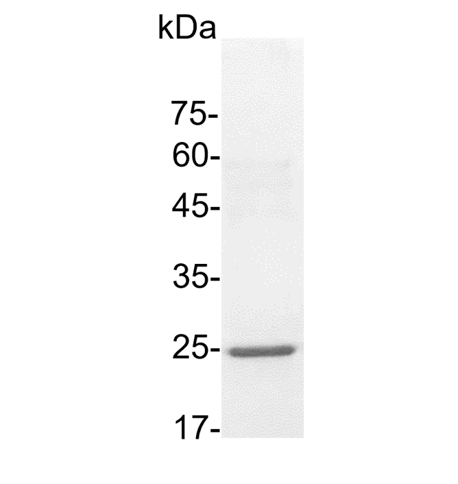 Croyez GMP® 4-1BBL, Human | Taiwantrade.com