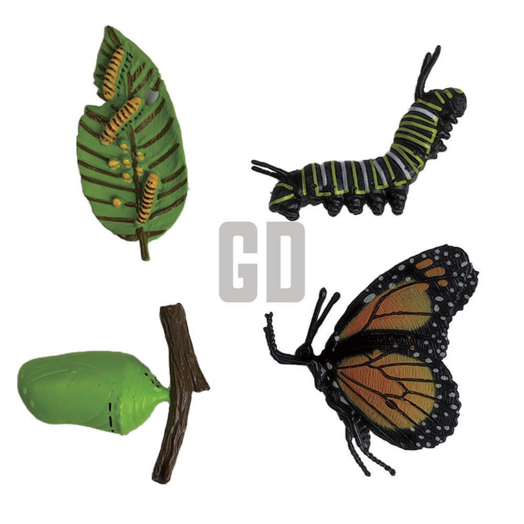 Monarch butterfly growth cycle | Taiwantrade