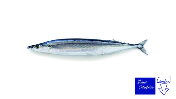 Pacific Saury (Cololabis saira) / Samma / Mackerel Pike | Taiwantrade