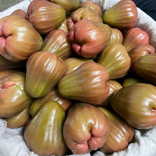 Wax Apple | Taiwantrade