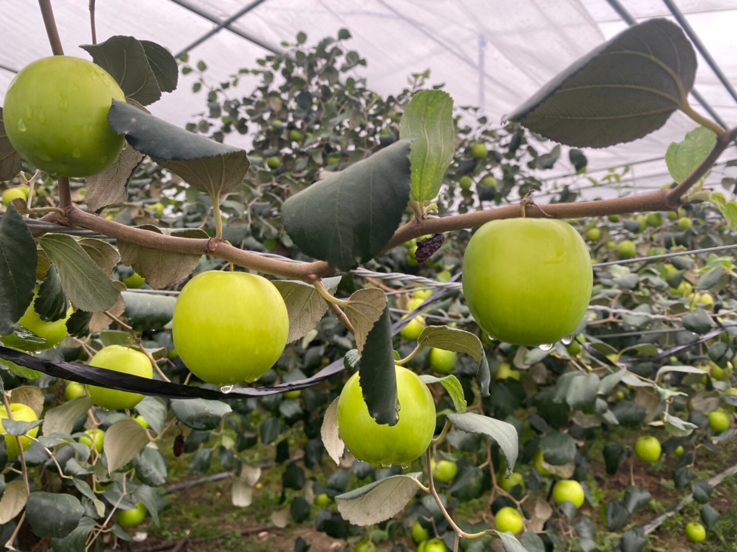 Delicious and Sweet Taiwan Jujube | Taiwantrade