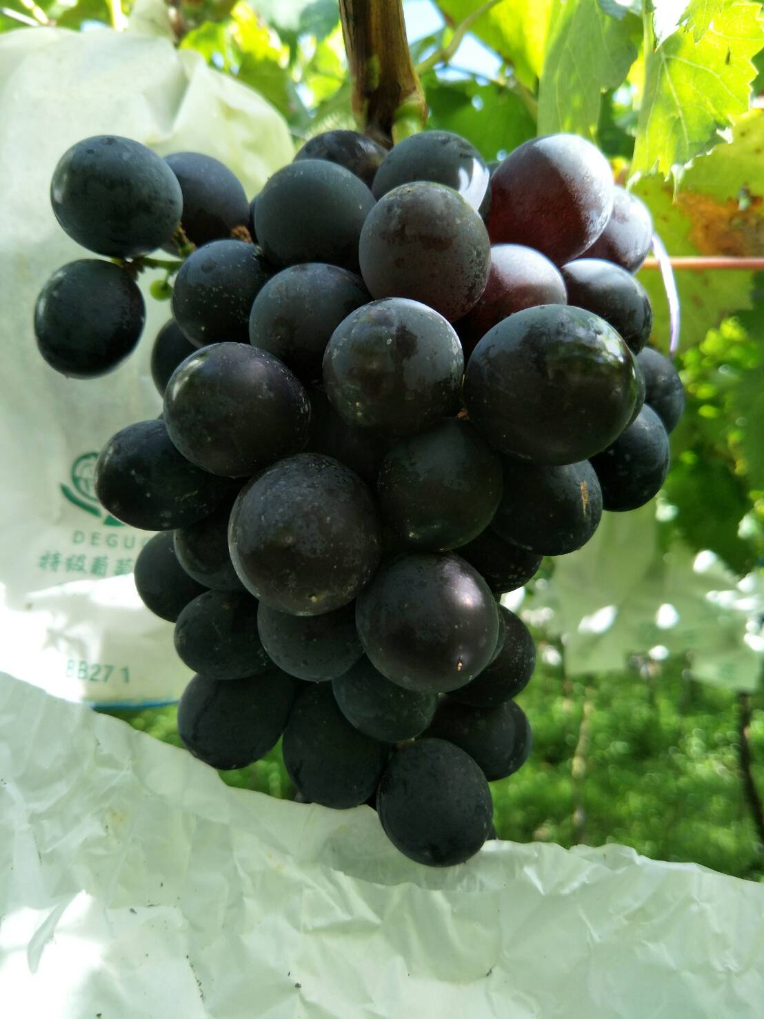 Fresh grape soft sweet and refreshing flavor | Taiwantrade.com