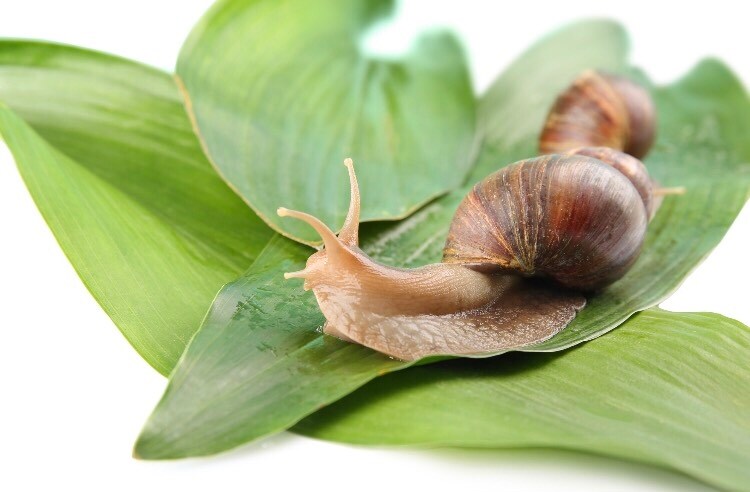 Snail Extract | Taiwantrade