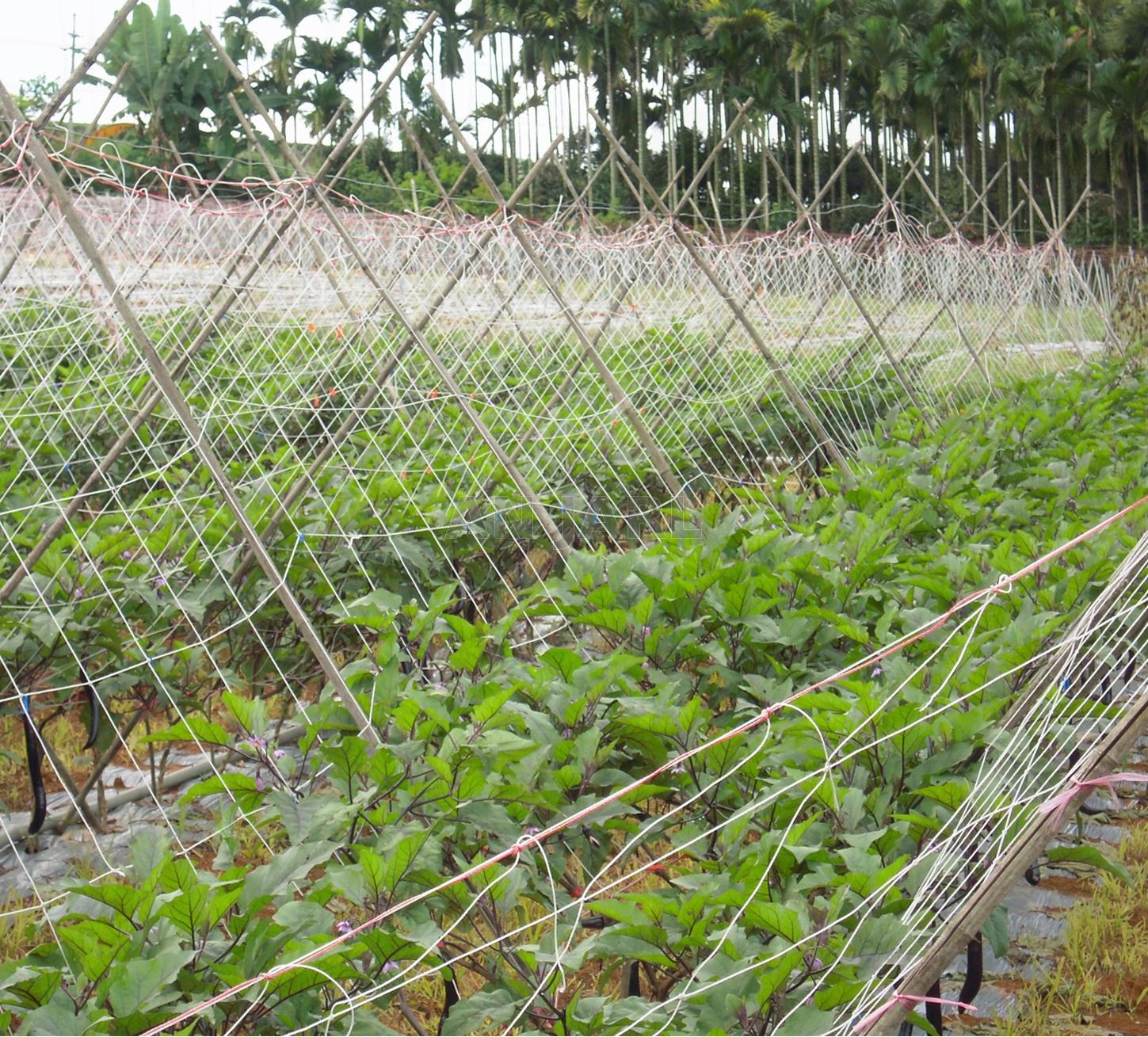 Farm set net for vine climbing to vine crops or setting mulch film on ...