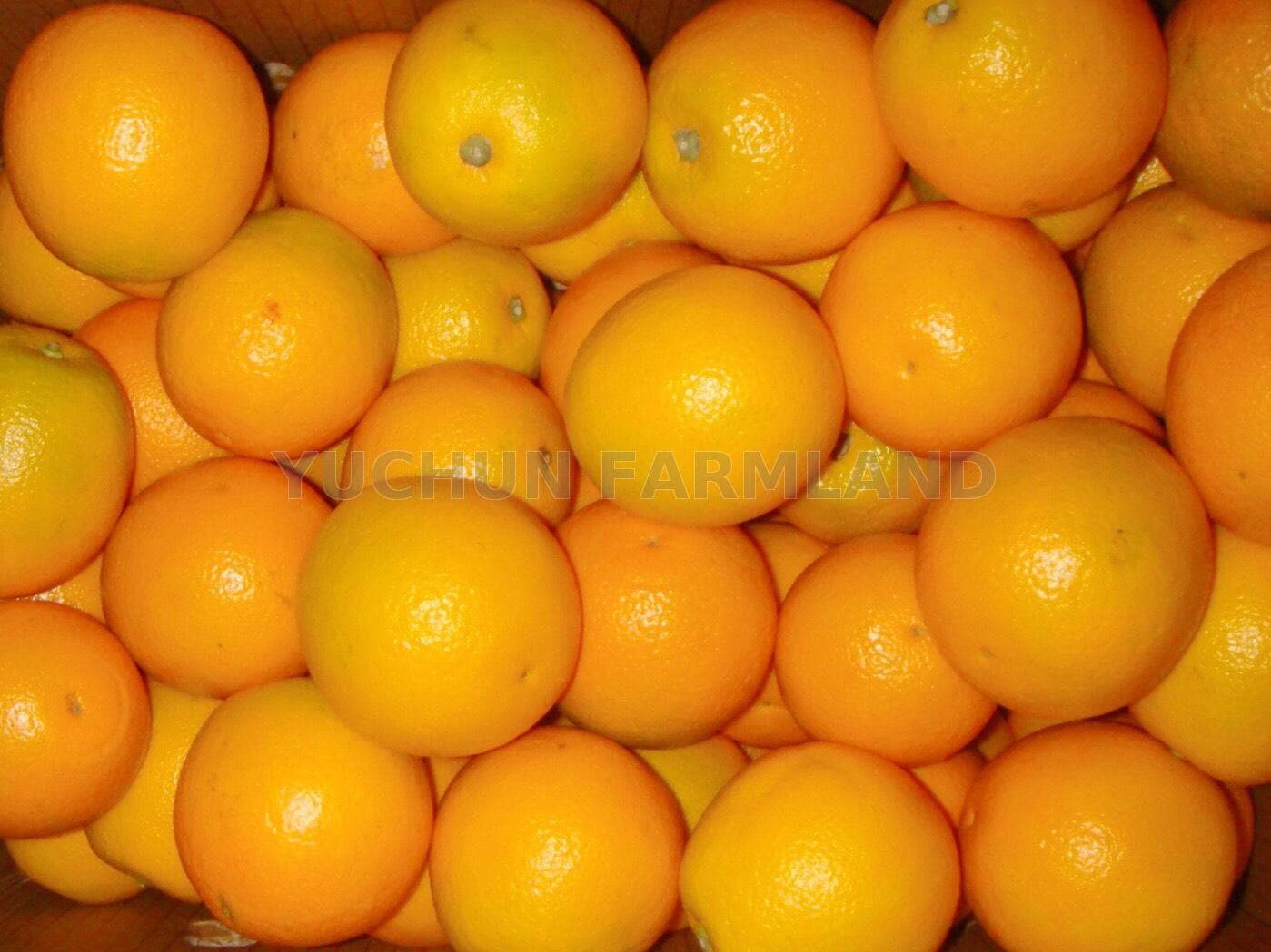 Taiwan Sweet Orange | Taiwantrade.com