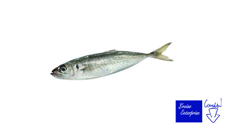 Scad (Trachurus Japonicus), Japanese Horse Mackerel | Taiwantrade.com