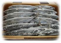 Bonito (Skipjack) | Taiwantrade