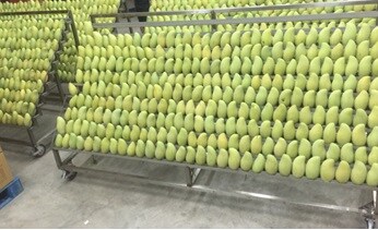 金煌芒果-台灣經貿網