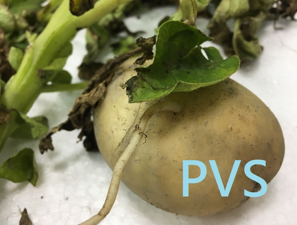 Potato Virus S Rapid Test Kit (PVS) | Taiwantrade.com