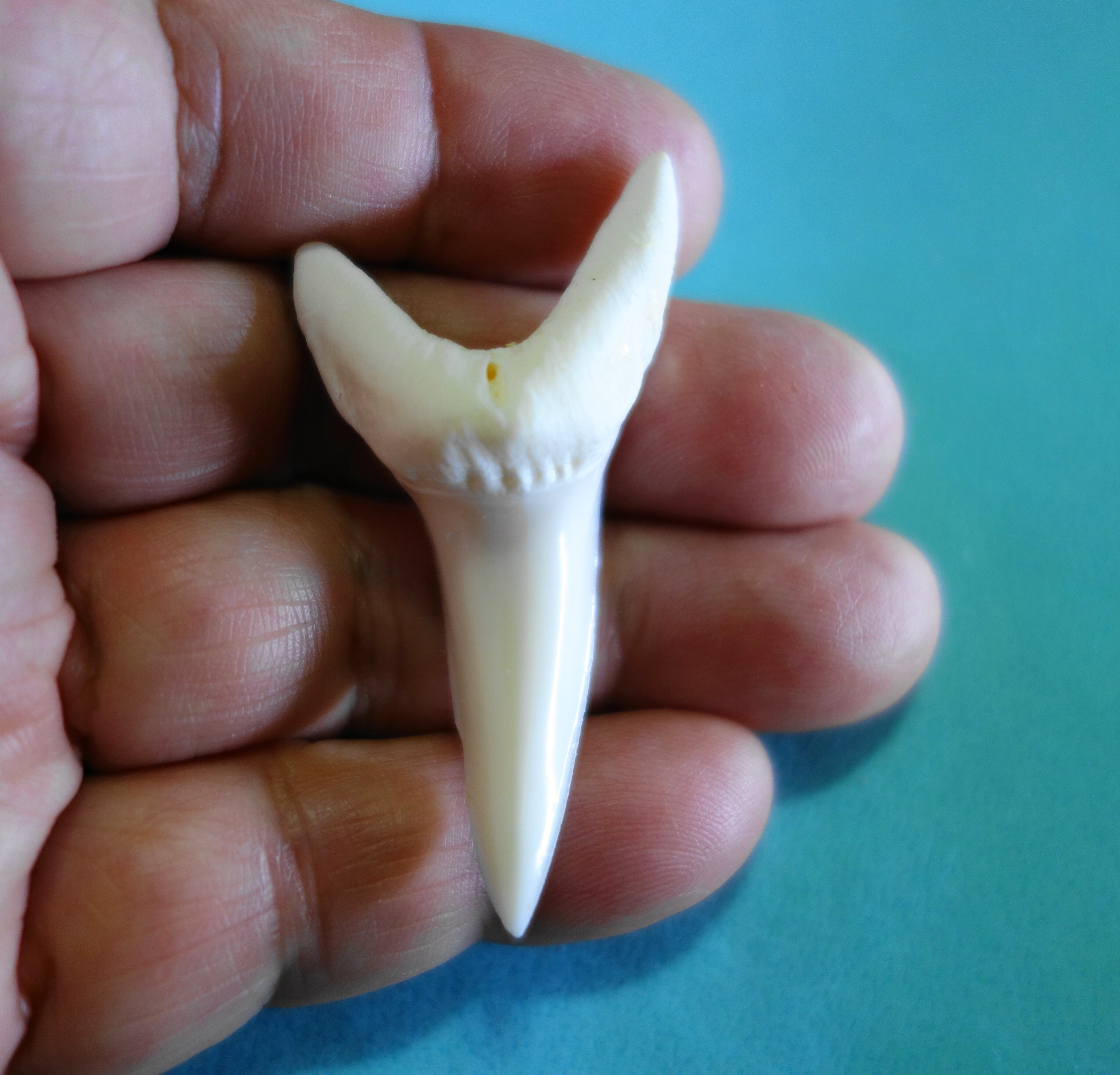 2-1/8" Large Mako Shark Tooth Taxidermy Fossil Sea Life Collectable ...
