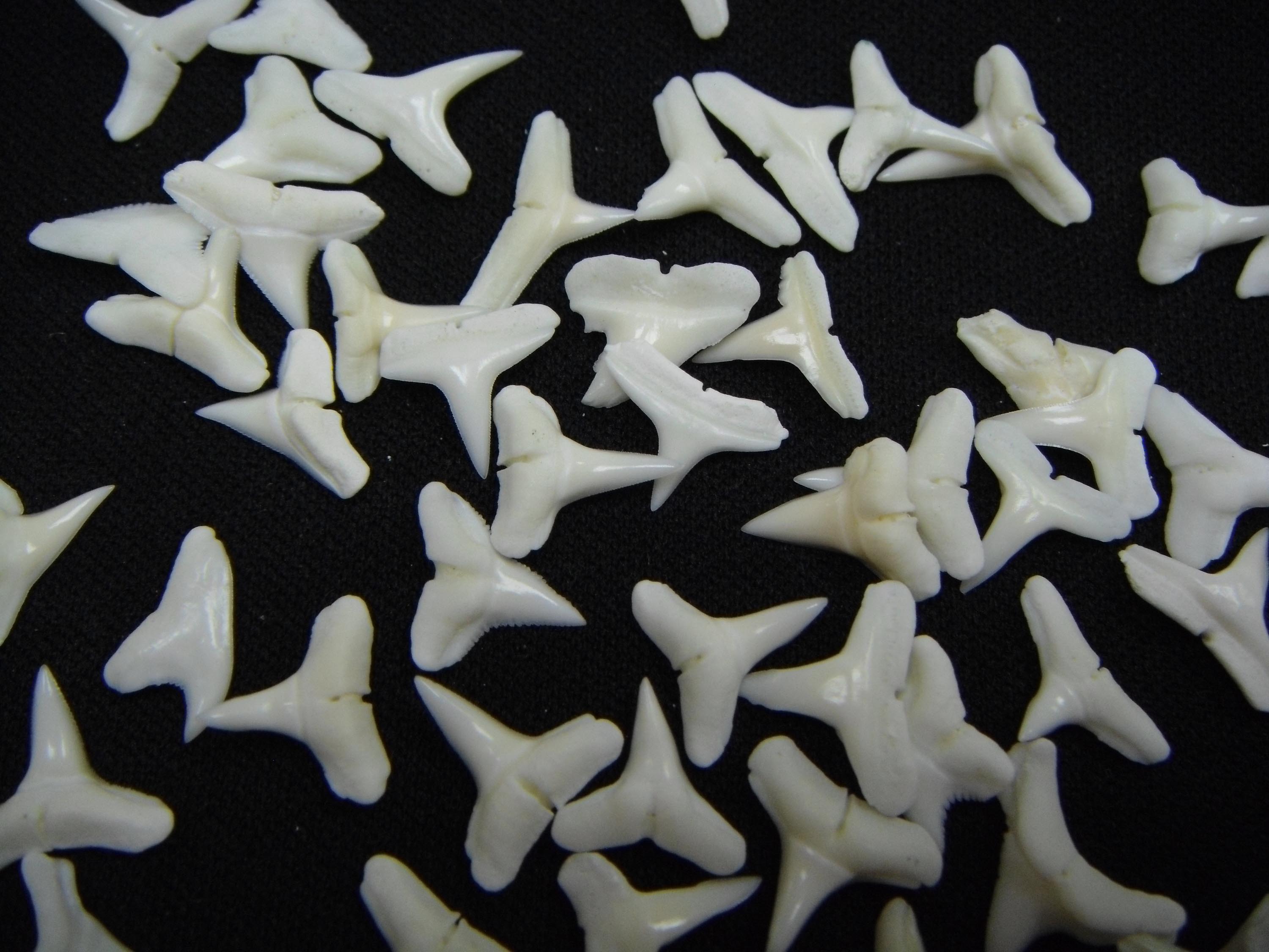 Mini Common Shark Teeth Good for Beach Bottle Giftware | Taiwantrade