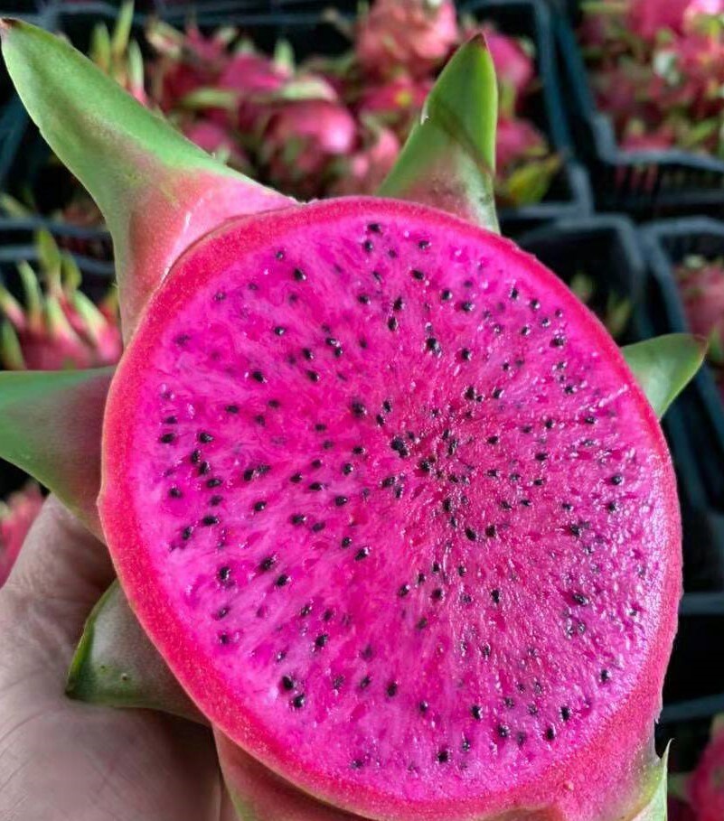 Drangon fruit | Taiwantrade