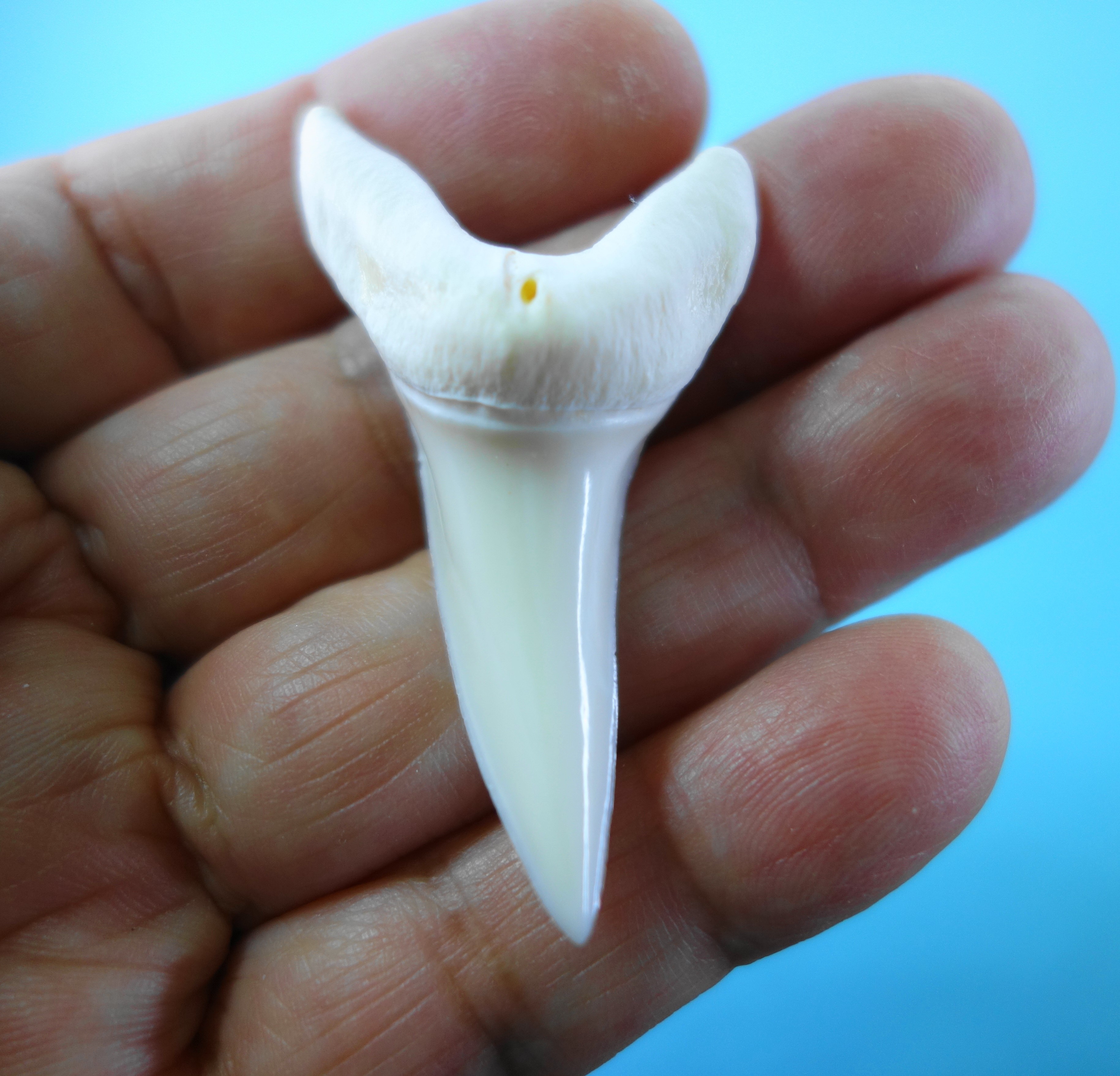 2-5/16" Extreme Large Mako Shark Tooth Taxidermy Sea Life Collectable ...