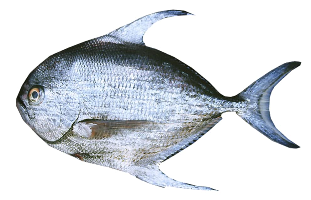 Frozen Angel Fish, DWT, Whole Round | Taiwantrade.com