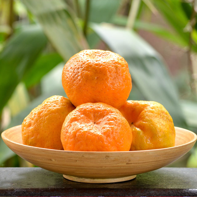 Fresh Ponkan | Taiwantrade