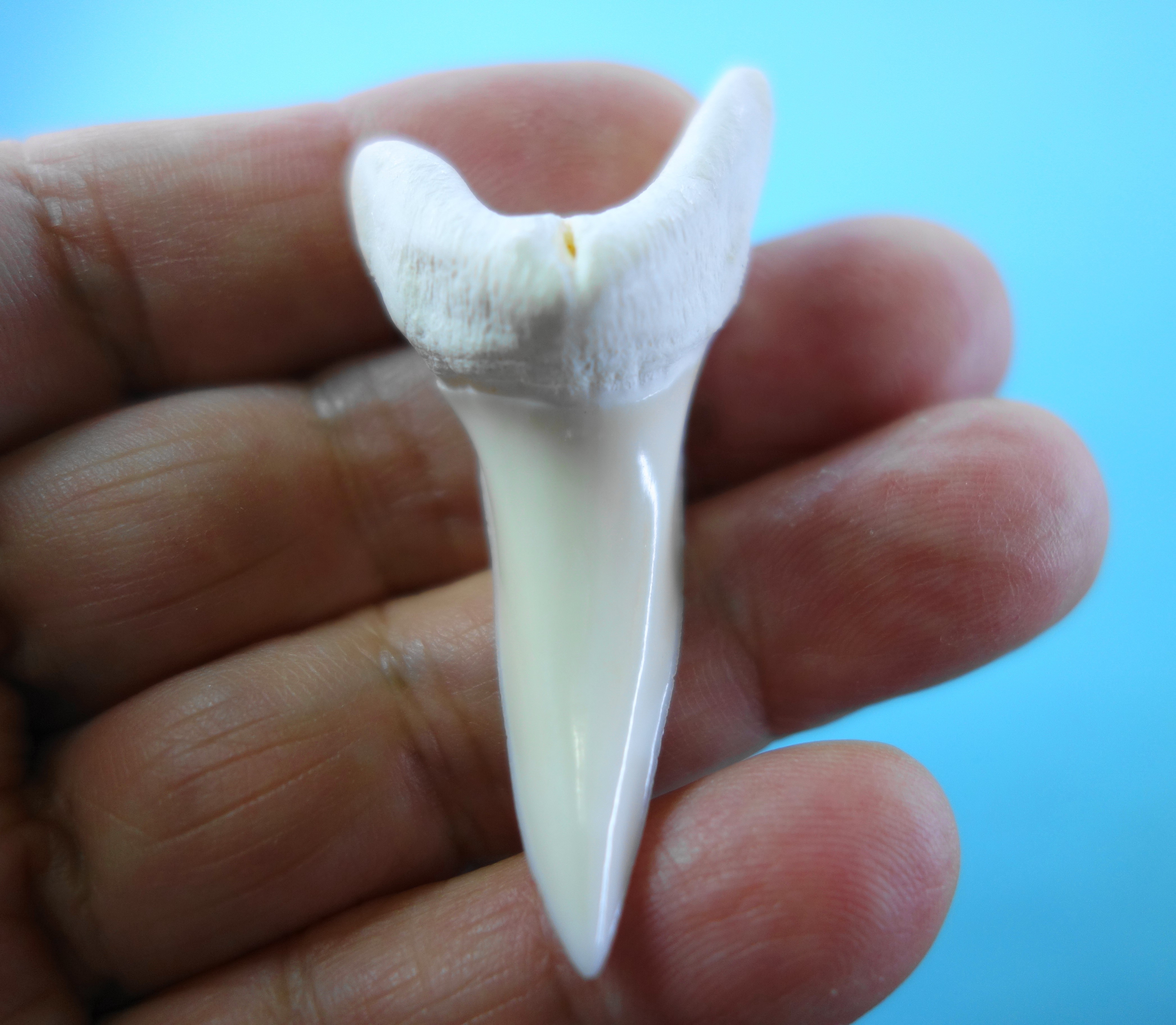 2-5/16" Extreme Large Mako Shark Tooth Taxidermy Sea Life Collectable ...