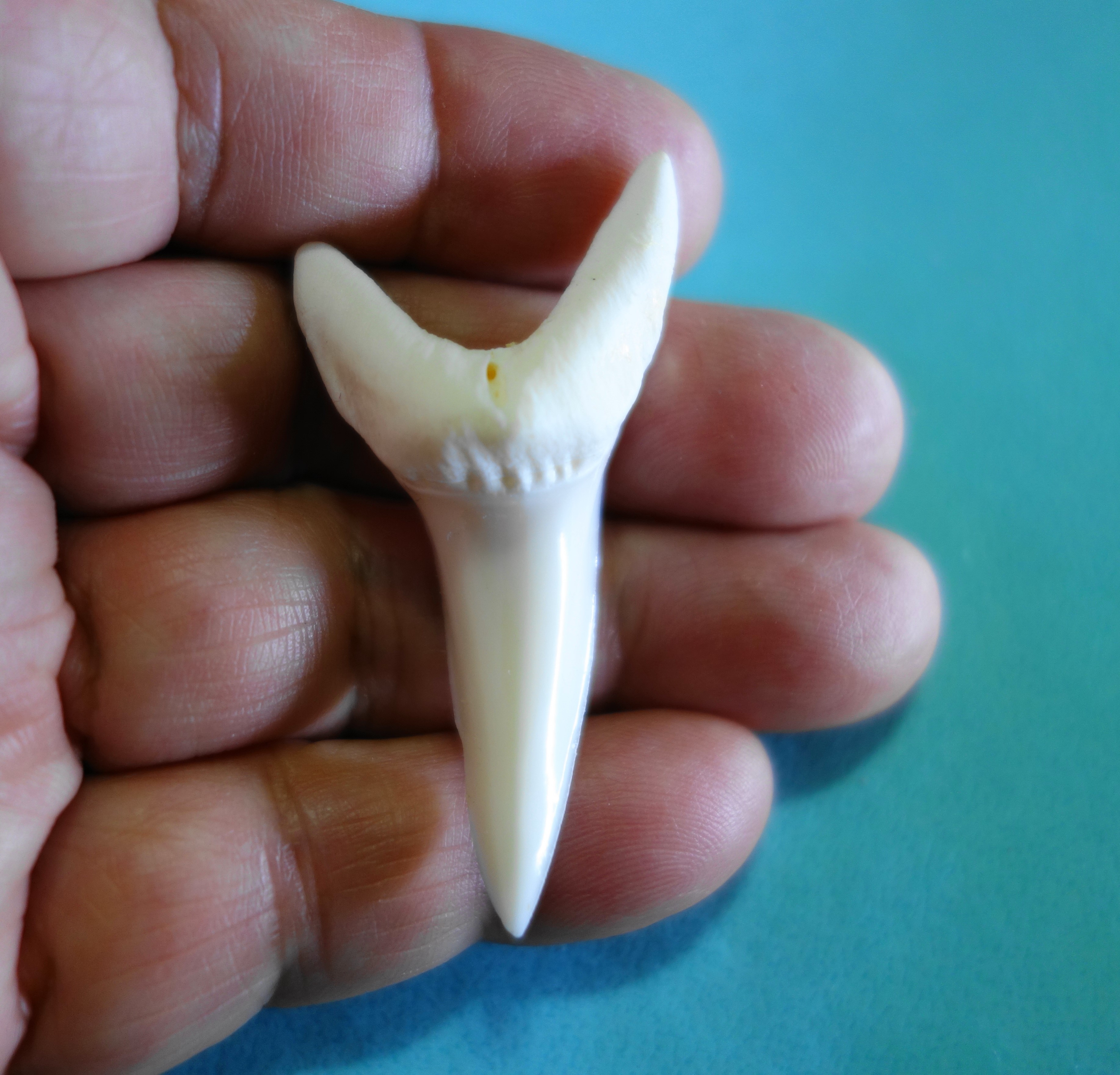 2-1/8" Large Mako Shark Tooth Taxidermy Fossil Sea Life Collectable ...