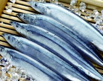 Pacific Saury | Taiwantrade