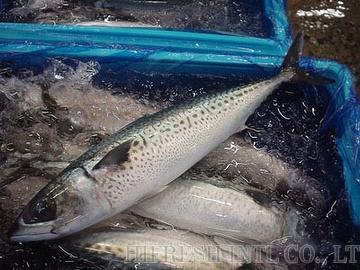 Blue mackerel (Scomber australasicus) | Taiwantrade.com