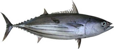 Premium Frozen Skipjack - Ocean-Fresh Blast-Frozen Bonito | Taiwantrade