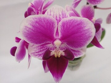 Chi Yueh Phalaenopsis Orchid _ CYS115 Pink | Taiwantrade